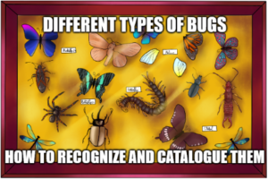 Everything you want to know about bug reporting - TesterWork